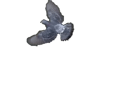 Flyig Bird Animated Gif Cute