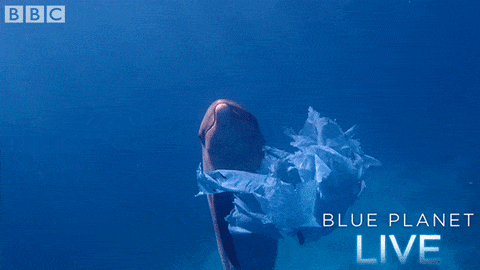 Bbc One Oceans GIF by BBC - Find & Share on GIPHY