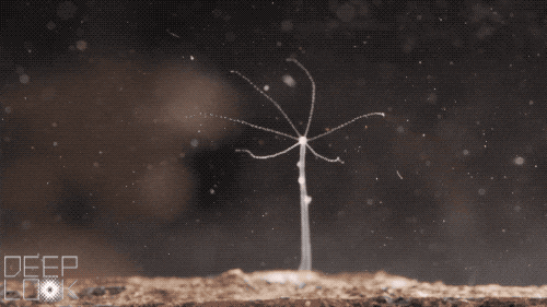 Water Hydra GIF by PBS Digital Studios - Find & Share on GIPHY