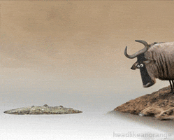 Animation Crocodile GIF by Head Like an Orange - Find & Share on GIPHY