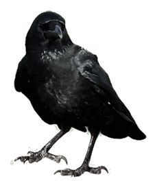 Transparent GIF Sticker - Find & Share on GIPHY