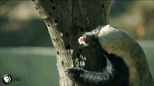 Nope Gif Badger 7 Gif Images Download Legend No GIF by Warner Bros ...