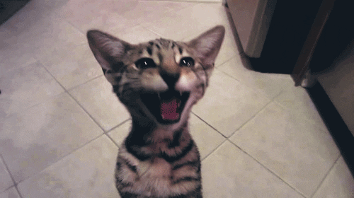 Meow GIF - Find & Share on GIPHY