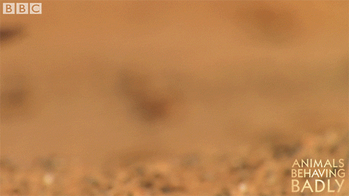 Fly Flying GIF by BBC - Find & Share on GIPHY