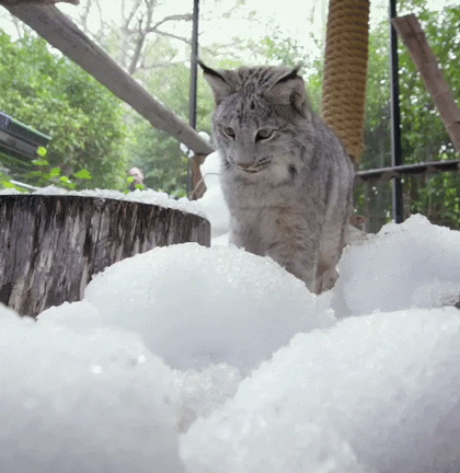 Snow Day Love GIF by San Diego Zoo - Find & Share on GIPHY