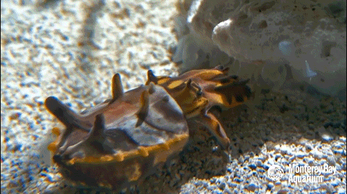 Flamboyant Cuttlefish GIF by Monterey Bay Aquarium - Find & Share on GIPHY