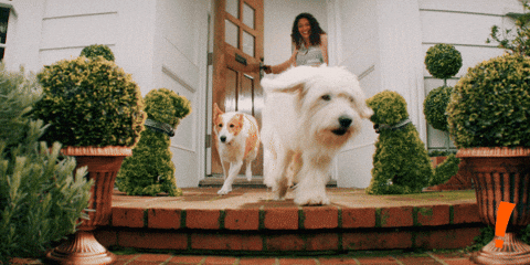 Dog Running GIF by Big Lots - Find & Share on GIPHY