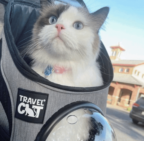 Cat Backpack GIF by Your Cat Backpack Travel Cat - Find & Share on GIPHY