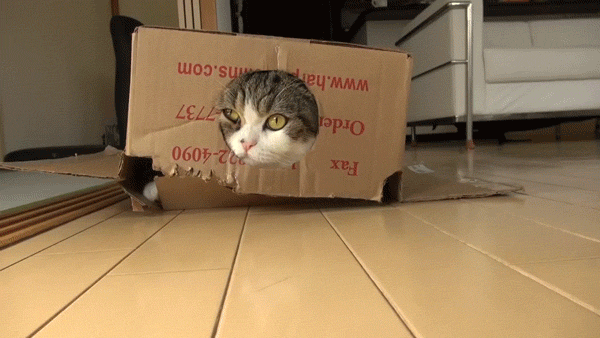 Restriction GIFs - Find & Share on GIPHY