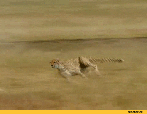 Run GIFs - Find & Share on GIPHY