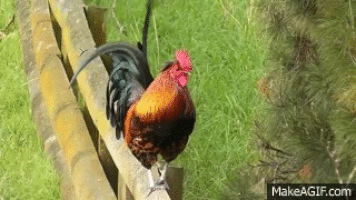 Rooster GIF - Find & Share on GIPHY