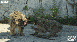 Stealing Barbary Macaque GIF by BBC - Find & Share on GIPHY