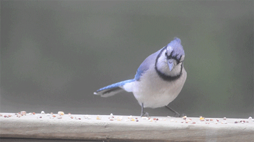 Blue Jay GIFs on Giphy