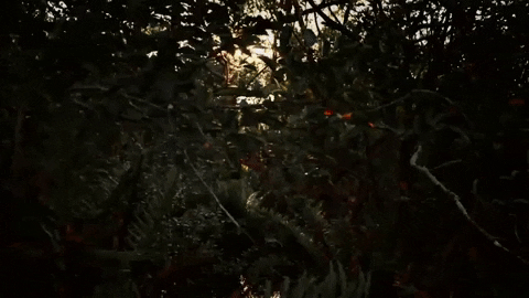 Swamp GIF by American Experience PBS - Find & Share on GIPHY