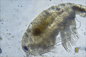 Digestive GIFs - Get the best GIF on GIPHY