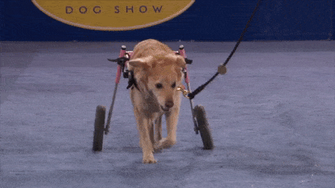 GIF by Hallmark Channel - Find & Share on GIPHY