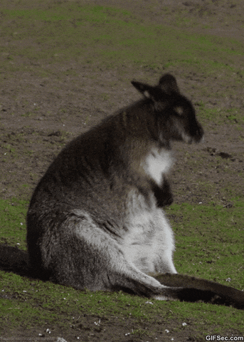 Kangaroo Muscle Gif