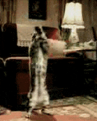 Cat Dancing GIF - Find & Share on GIPHY