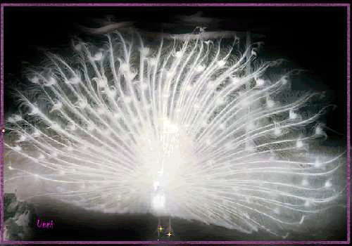 Peacock Find And Share On Giphy