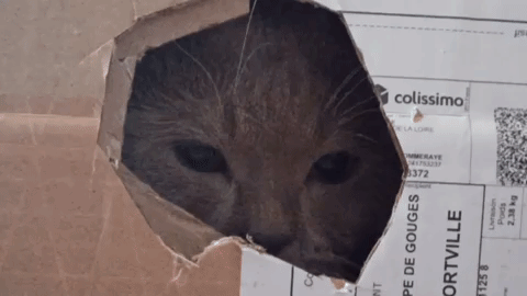 Cat Box GIF - Find & Share on GIPHY