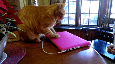 Cat Computer GIF - Find & Share on GIPHY