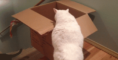 Jumping In Box GIFs - Find & Share on GIPHY