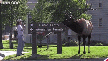 Running Elk GIFs - Find & Share on GIPHY