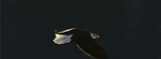 Flying Bald Eagle GIF - Find & Share on GIPHY