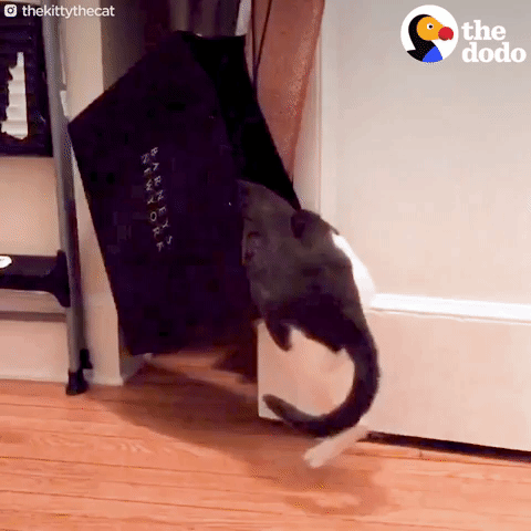 Cat GIF by The Dodo - Find & Share on GIPHY