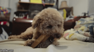 Chew GIF - Find & Share on GIPHY
