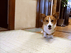 Corgi Running Gifs