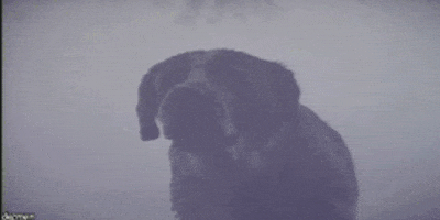 Cujo GIFs - Find & Share on GIPHY