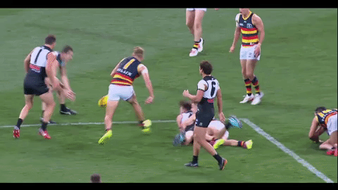 Afl Memories GIF by Adelaide Crows - Find & Share on GIPHY