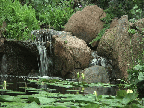 Pond Live GIF - Find & Share on GIPHY