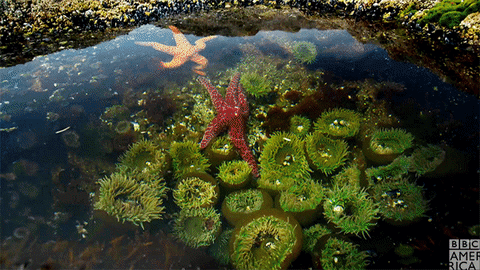 Time Lapse Oceans GIF by BBC America - Find & Share on GIPHY