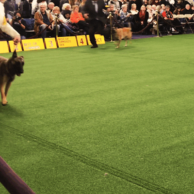 Dog Show GIF by Westminster Kennel Club - Find & Share on GIPHY