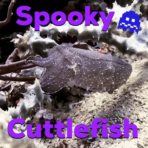 Scared Halloween GIF by OctoNation - Find & Share on GIPHY