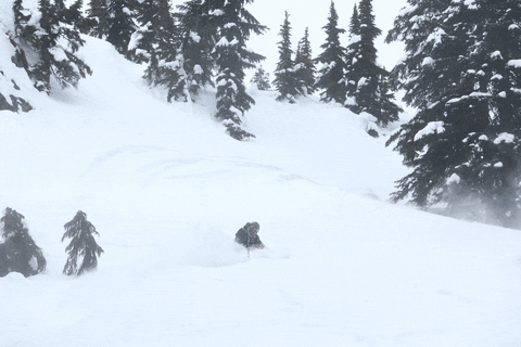 Ski Powder GIF by TheMacnabs - Find & Share on GIPHY
