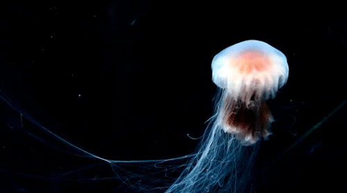 Turquoise Jewelry GIFs - Get the best GIF on GIPHY