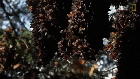 Butterfly Monarch GIF by Nat Geo Wild - Find & Share on GIPHY