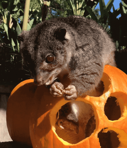Fall Eating GIF by San Diego Zoo - Find & Share on GIPHY