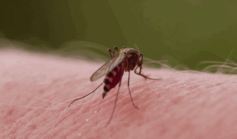 Mosquito GIF - Find & Share on GIPHY