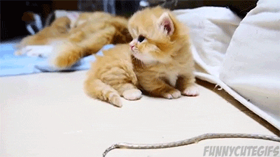 cat gif - find & share on giphy : discover & share this c - 动态图库网