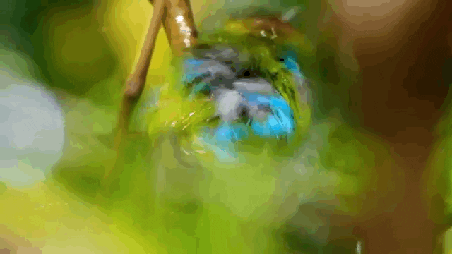 Bird Shake It Off GIF - Find & Share on GIPHY