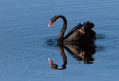 Black Swan GIF - Find & Share on GIPHY