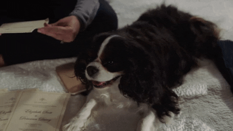 Cindy Busby Dog GIF by Hallmark Channel - Find & Share on GIPHY