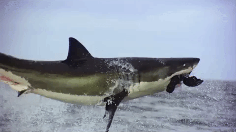 Friday Wow GIF by Shark Week - Find & Share on GIPHY