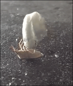 Bug GIF - Find & Share on GIPHY