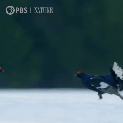 Pbs Nature Bird GIF by Nature on PBS - Find & Share on GIPHY