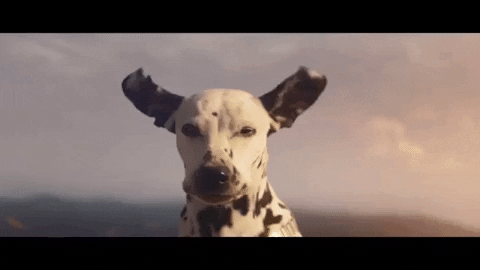 Dog Flying GIF by ADWEEK - Find & Share on GIPHY